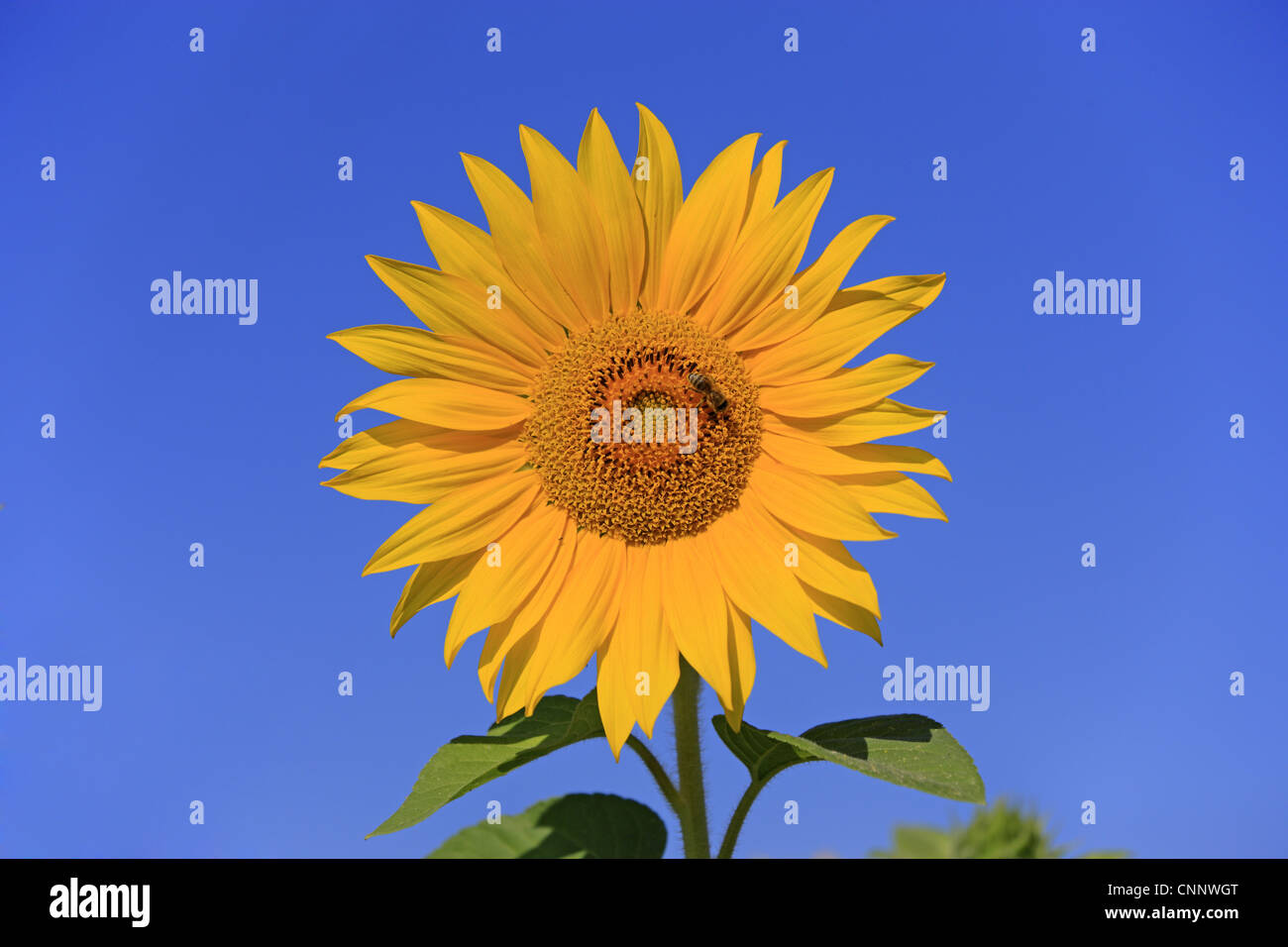 Sunflower Helianthus sp. close-up flower Western Honey Bee Apis ...