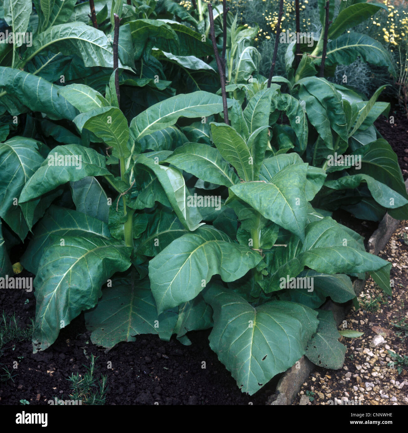 Nicotiana rustica hi-res stock photography and images - Alamy