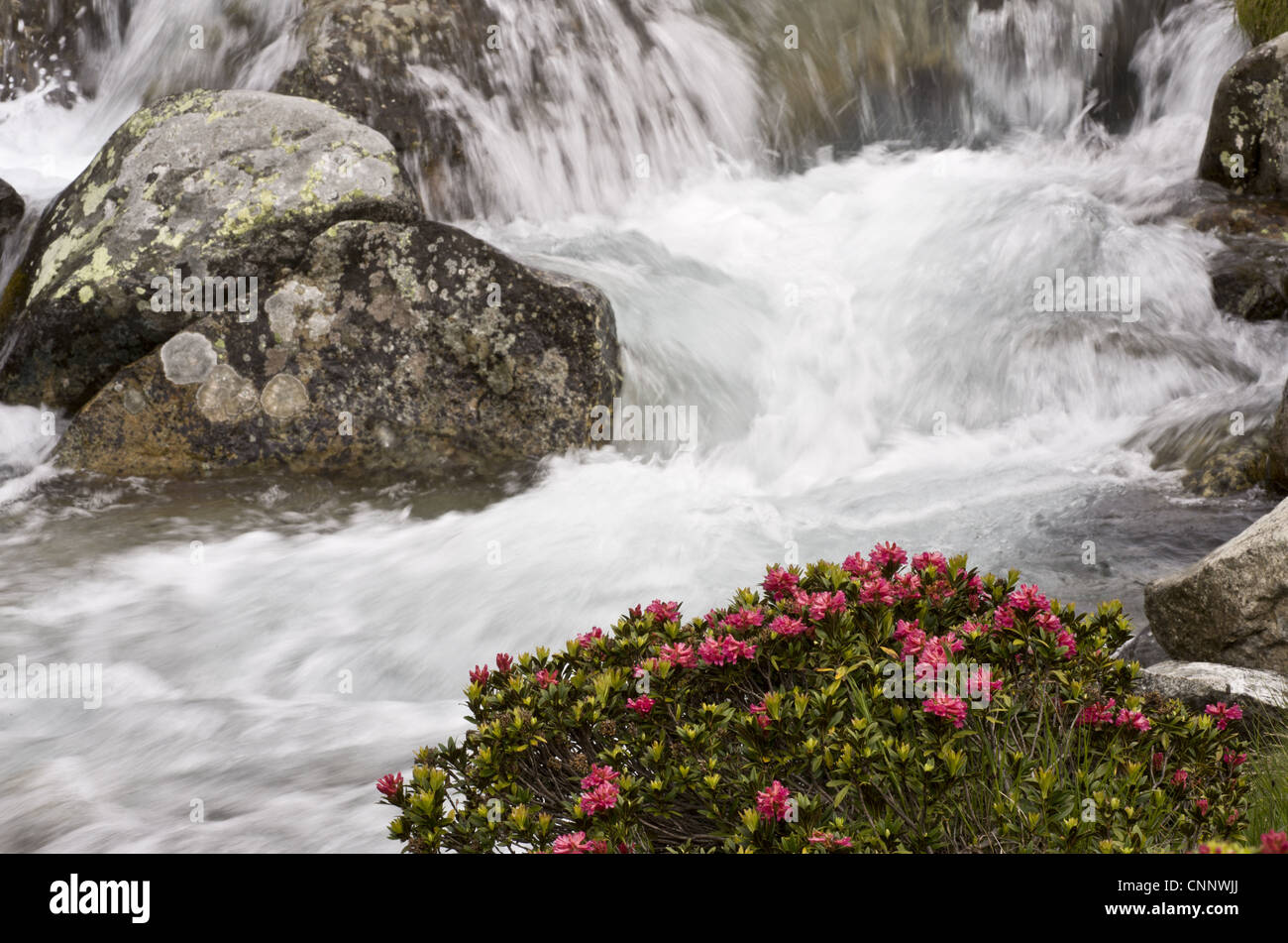 Alpenrose (Rhododendron ferrugineum) flowering, growing beside alpine ...