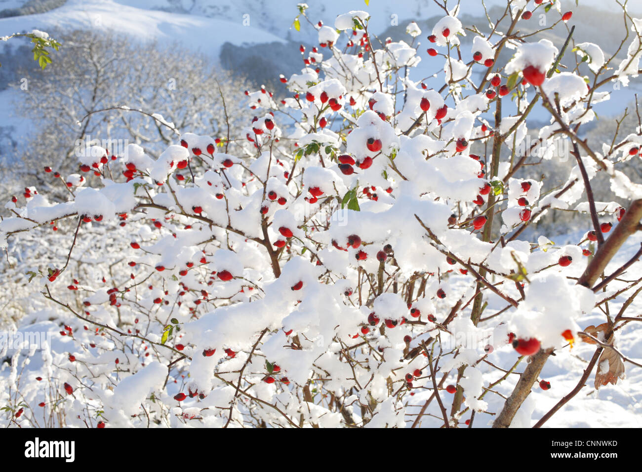 Dog Rose (Rosa canina) fruit, covered with snow, Powys, Wales, november ...