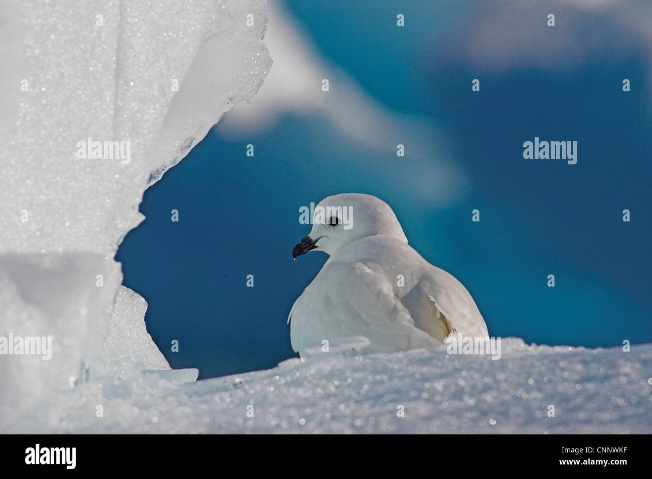 Snow Petrel (Pagodroma nivea) sat on ice flow along the Antarctic ...
