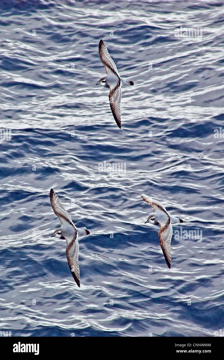 Three Antarctic Prions (aka Dove Prions), (Pachyptila desolata) flying ...