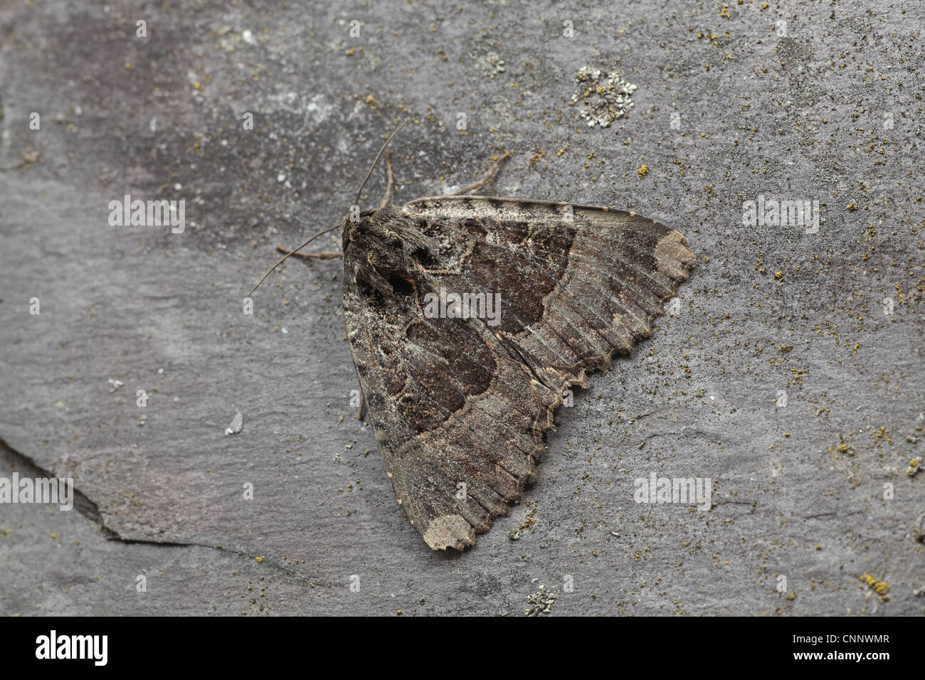 Old lady moth hi-res stock photography and images - Alamy