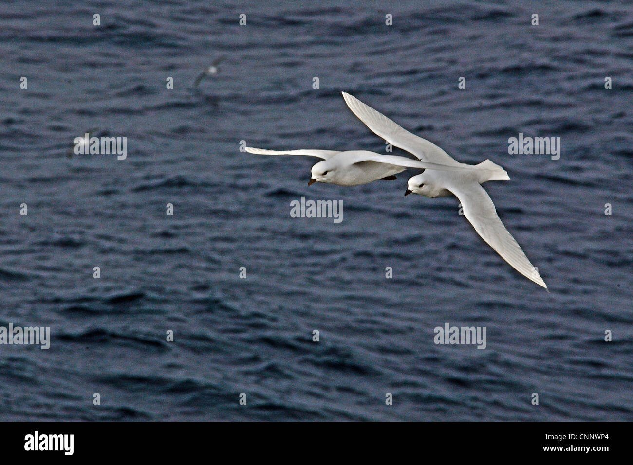 Two Snow Petrels (Pagodroma nivea) flying together above the Southern ...