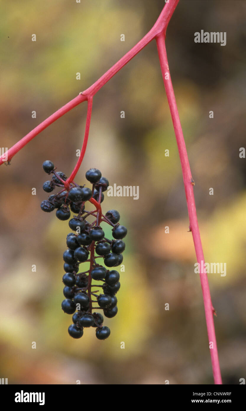 Poke Berry (Phytolacca americana) Appalachians, USA Stock Photo - Alamy