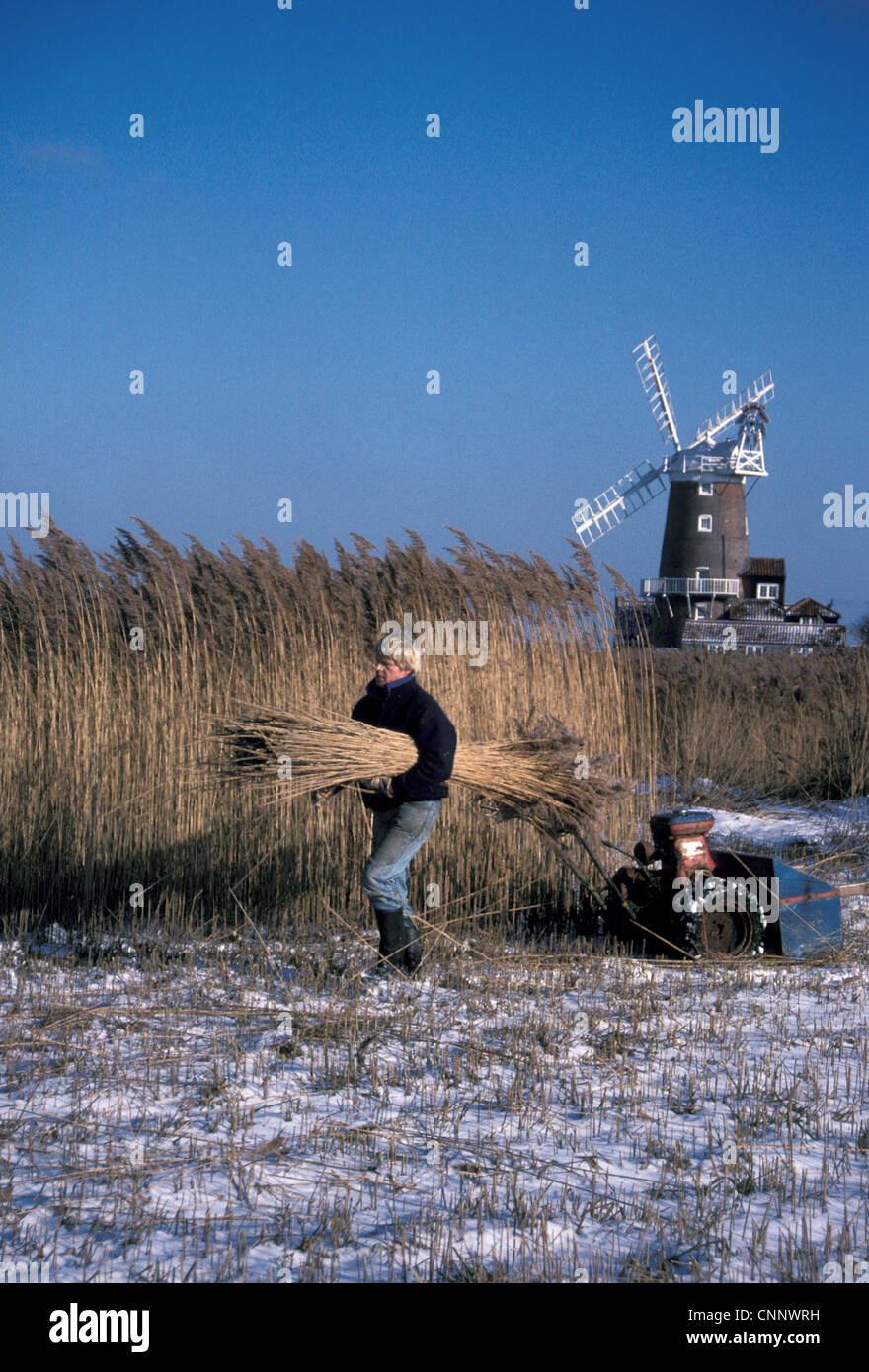 Reedcutter cutting coastal reedbed in snow, Norfolk, England, winter ...