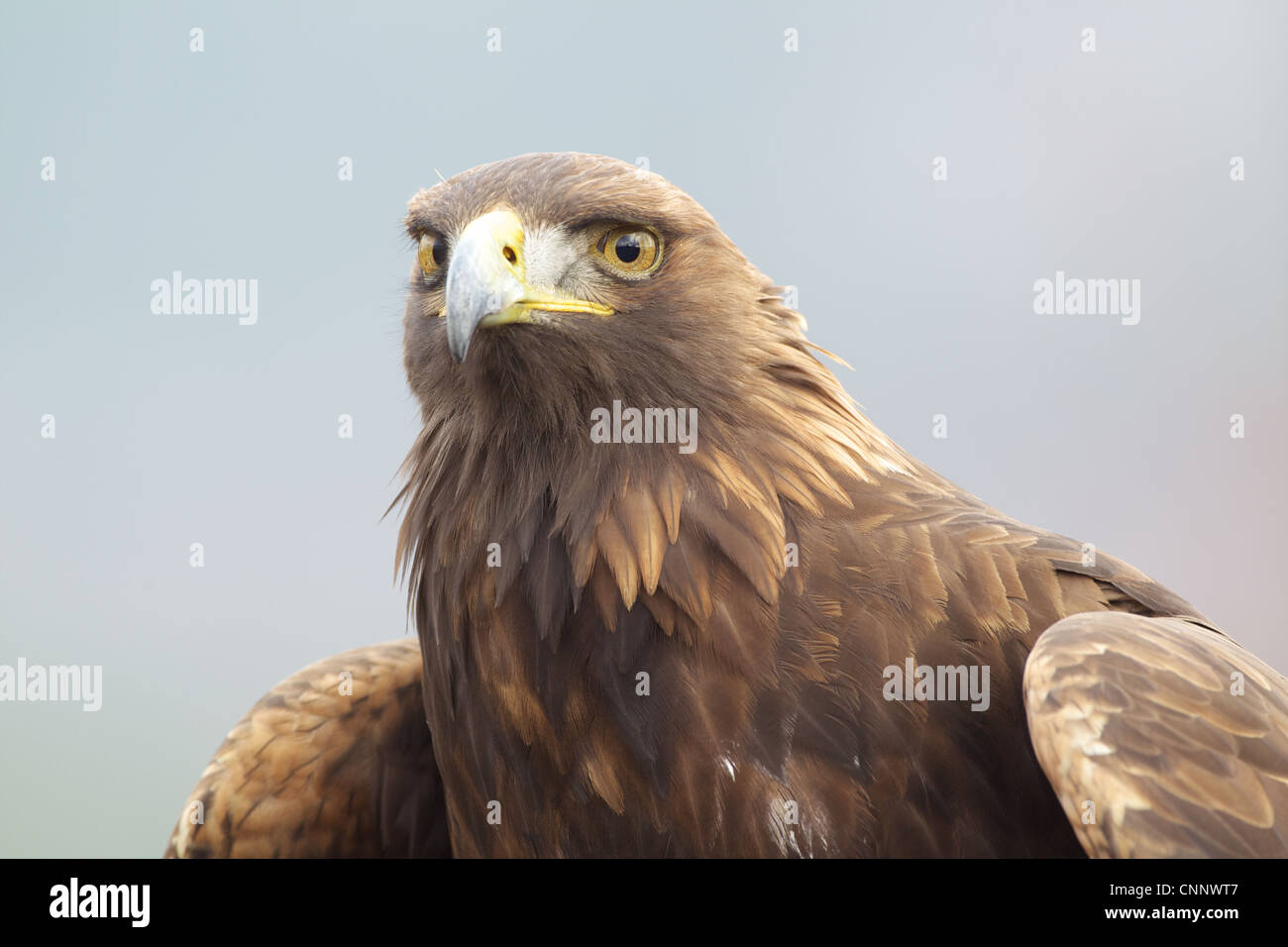 Golden Eagle Portrait Stock Photo - Alamy