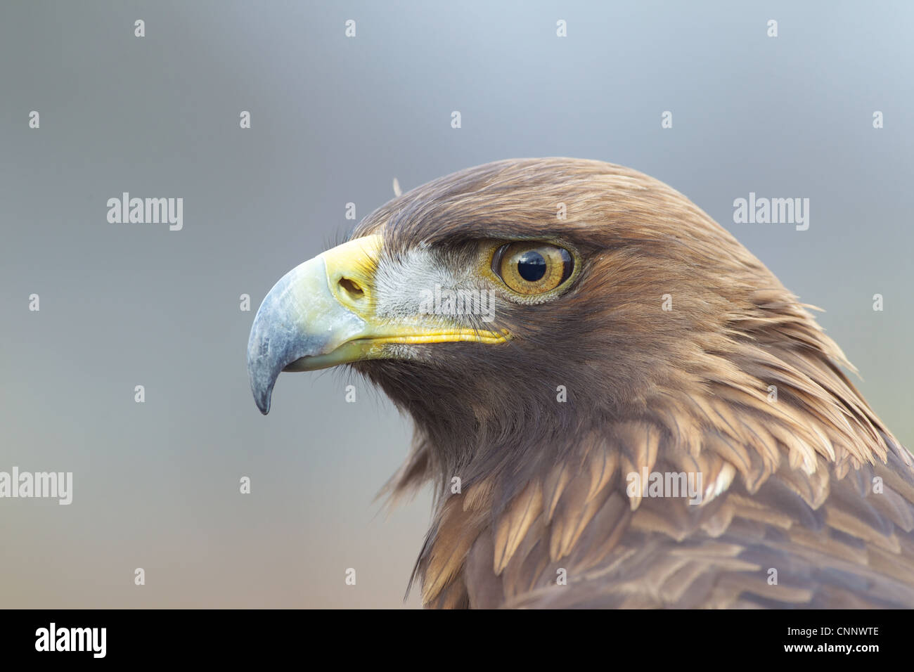 Golden Eagle Portrait Stock Photo - Alamy