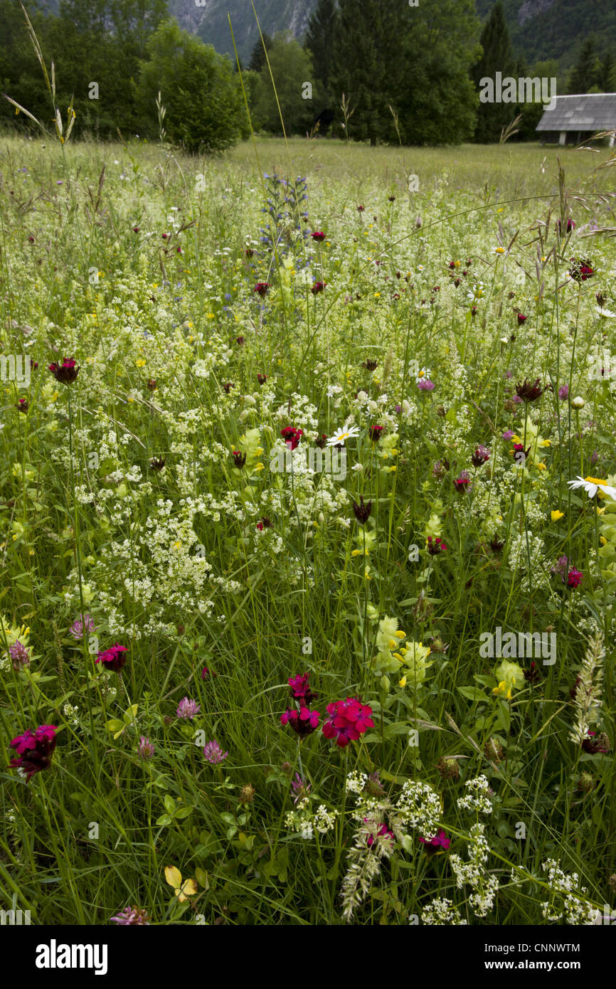 Species of dianthus hi-res stock photography and images - Alamy