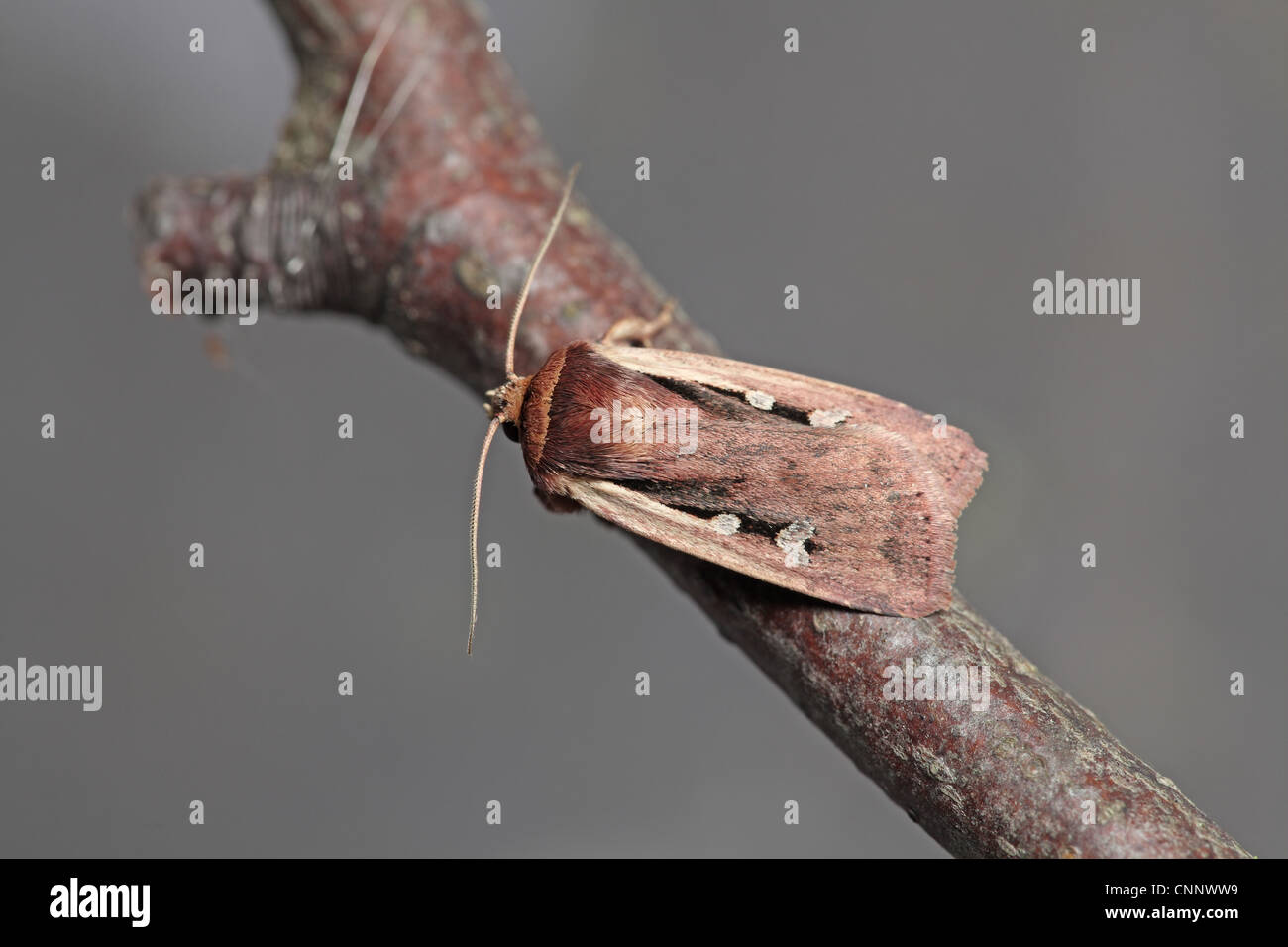 Flame Shoulder, Ochropleura plecta Stock Photo - Alamy