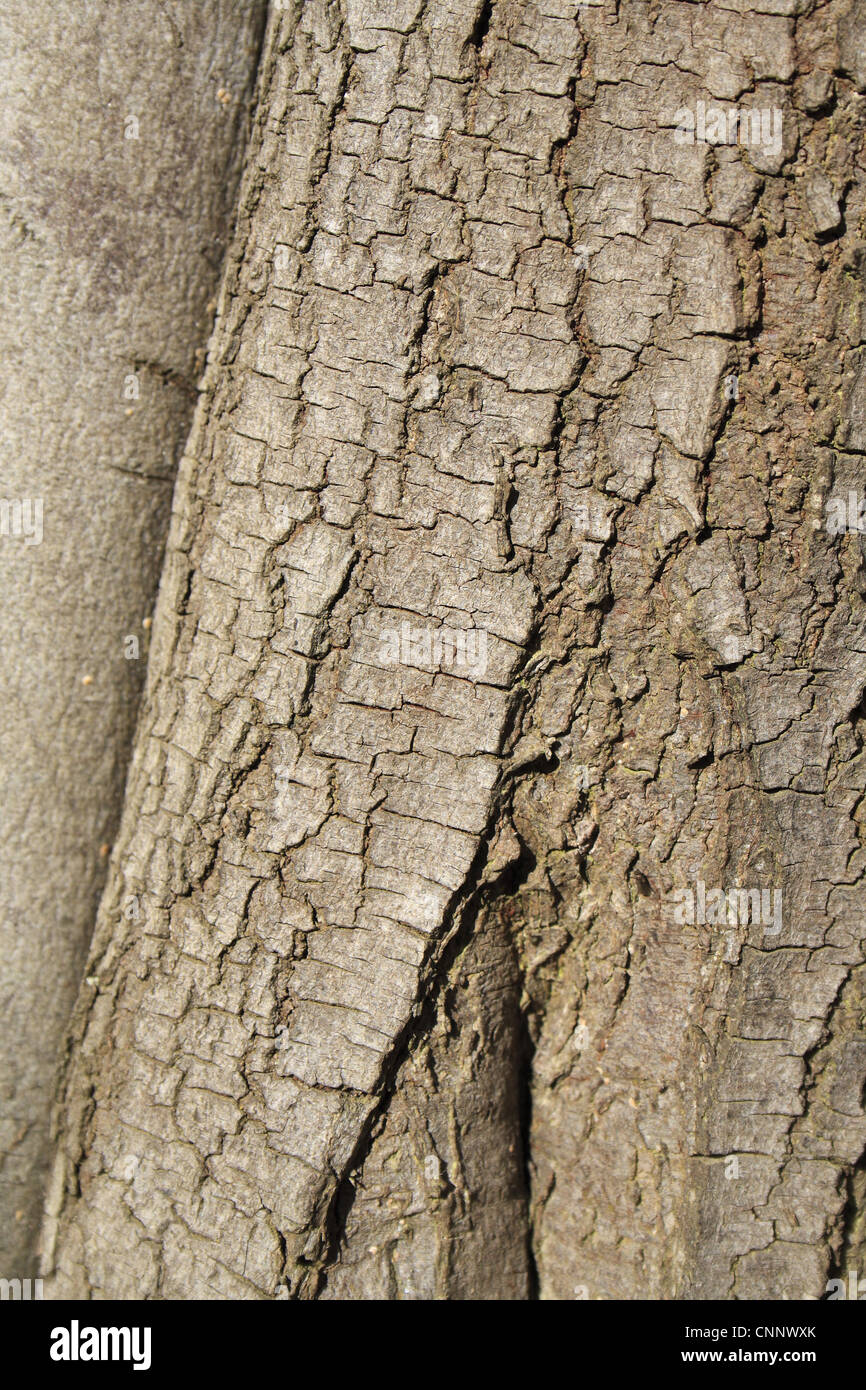 Silver Wattle (Acacia dealbata) close-up of bark, growing in garden ...