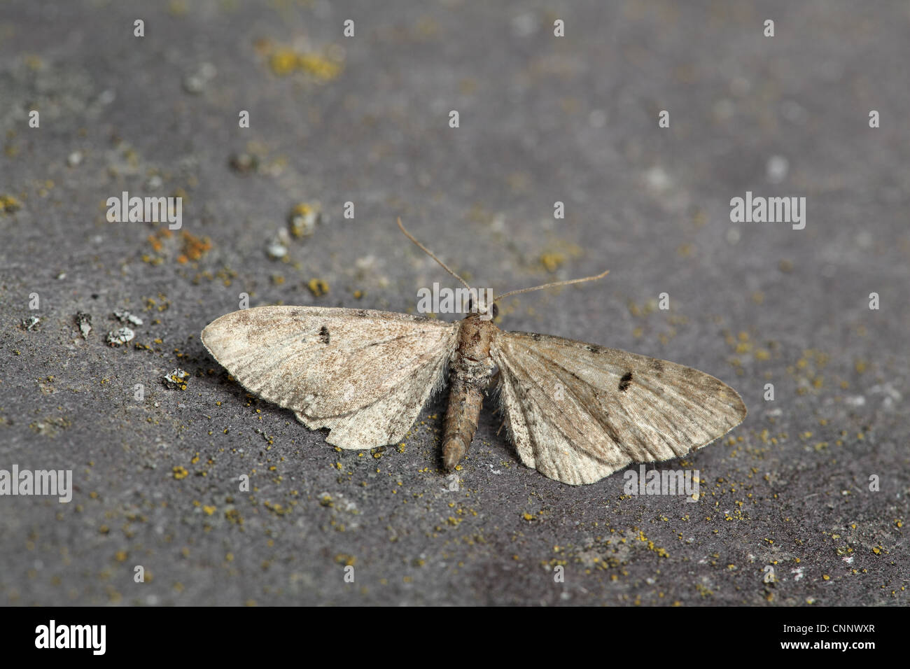 Wormwood Pug, Eupitheccia absinthiata Stock Photo - Alamy