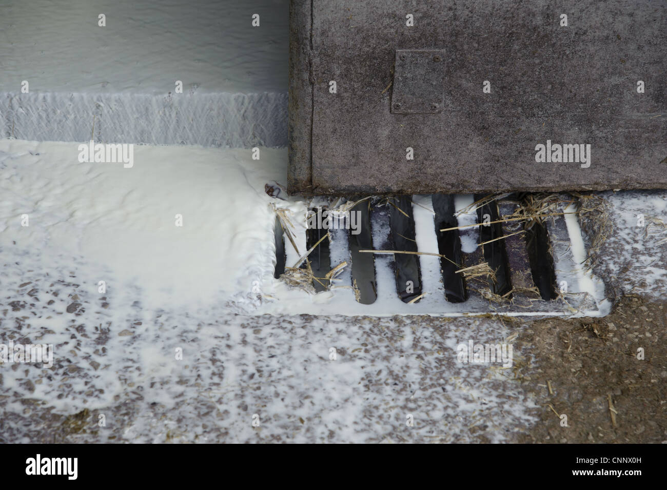 Milk going down drain on dairy farm, Cheshire, England, march Stock ...