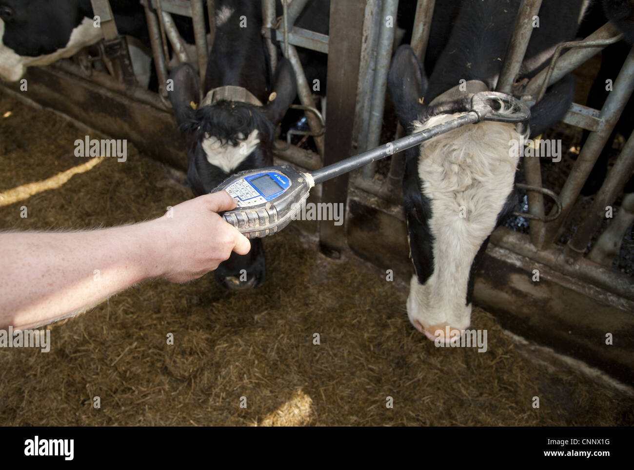 Dairy farming, farmer reading electronic tags on dairy heifers ...