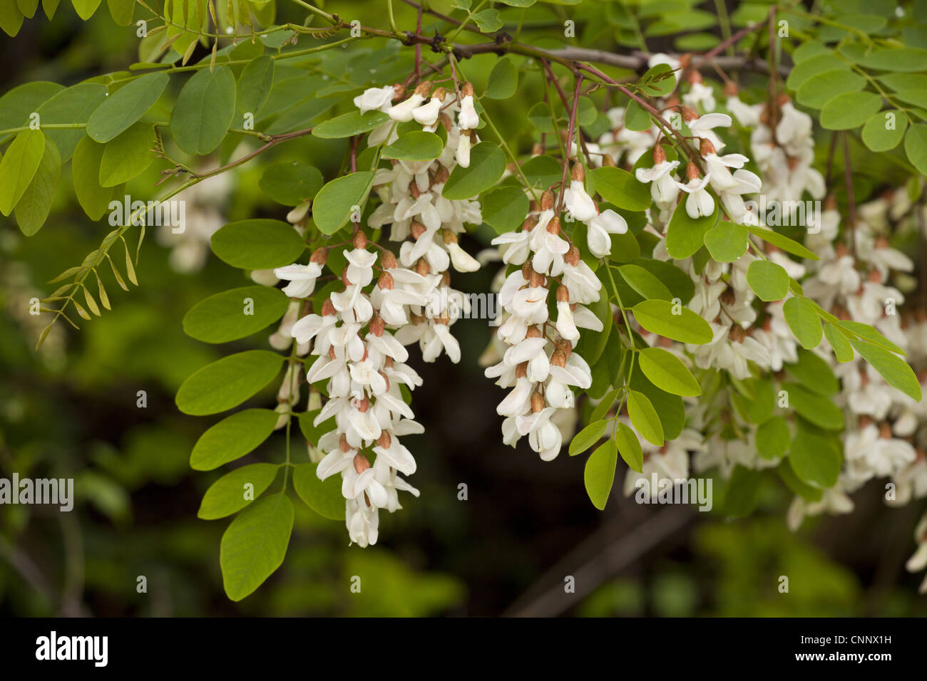 False Acacia (Robinia pseudoacacia) introduced naturalised species ...
