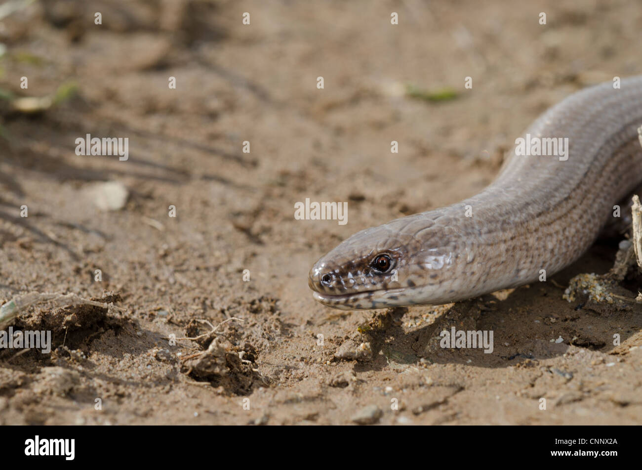 Worm lizard hi-res stock photography and images - Alamy