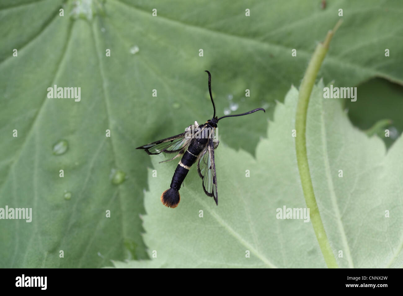 Welsh Clearwing, Snyanthedon scoliaeformis, on leaf Stock Photo - Alamy