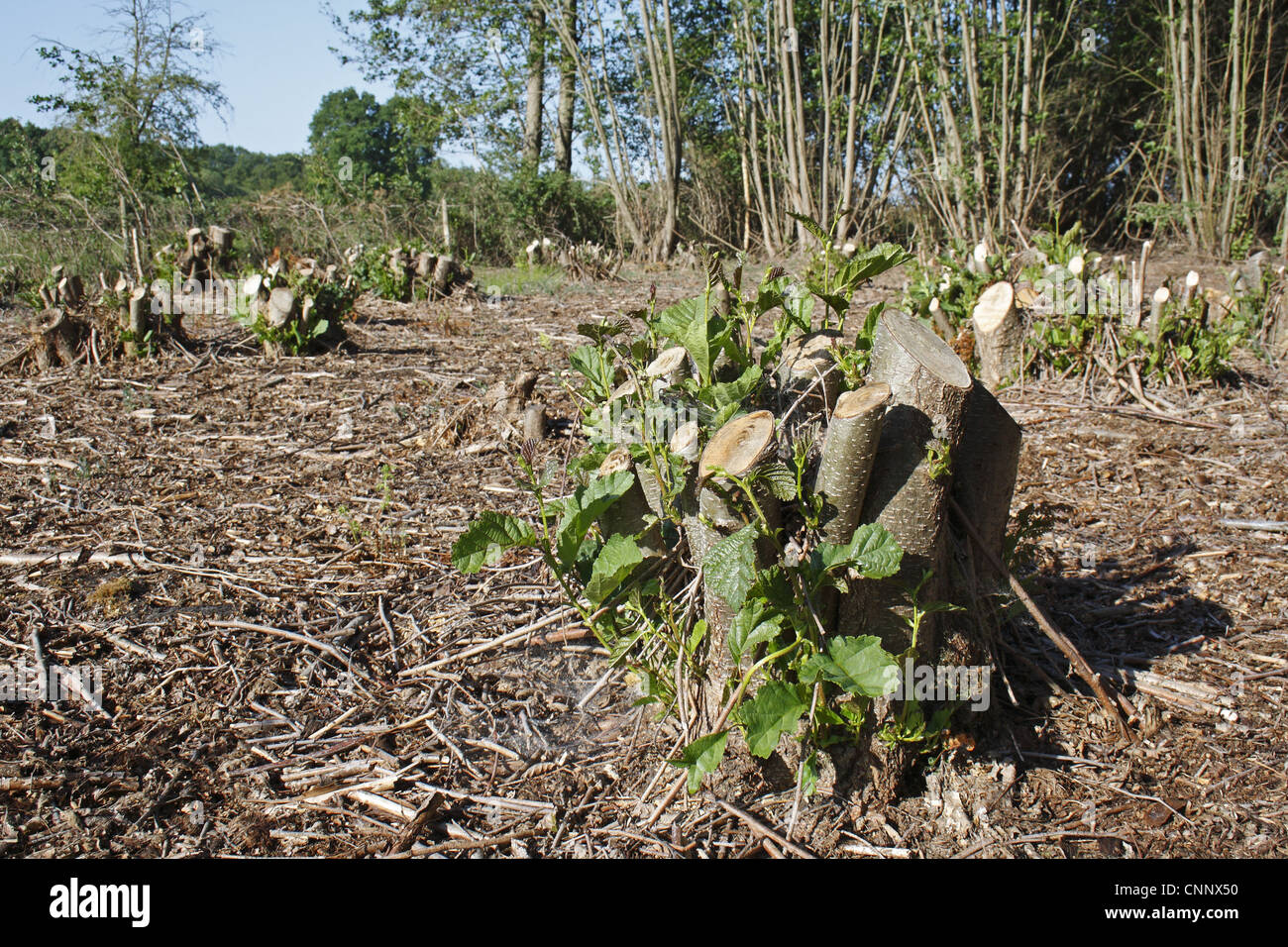 Common Alder Alnus glutinosa coppiced stool new growth river valley fen ...