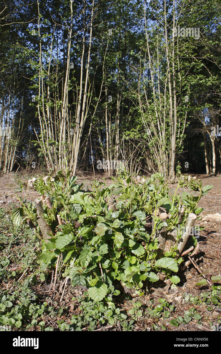 Common Alder Alnus glutinosa coppiced stool new growth river valley fen ...