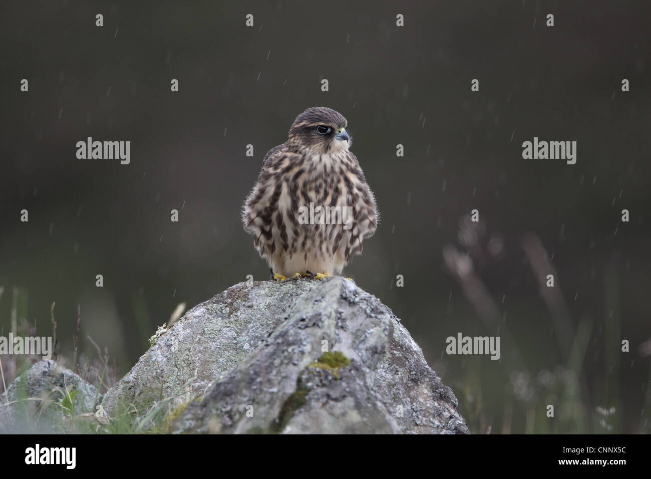 Female Merlin High Resolution Stock Photography and Images - Alamy