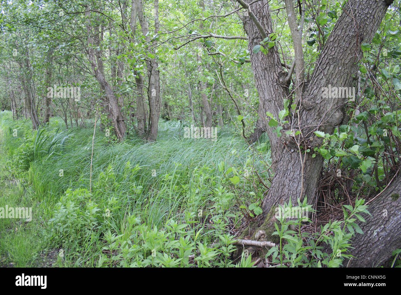 Carr hi-res stock photography and images - Alamy