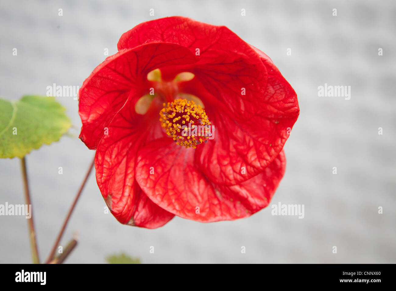 Hippeastrum x johnsonii Stock Photo - Alamy