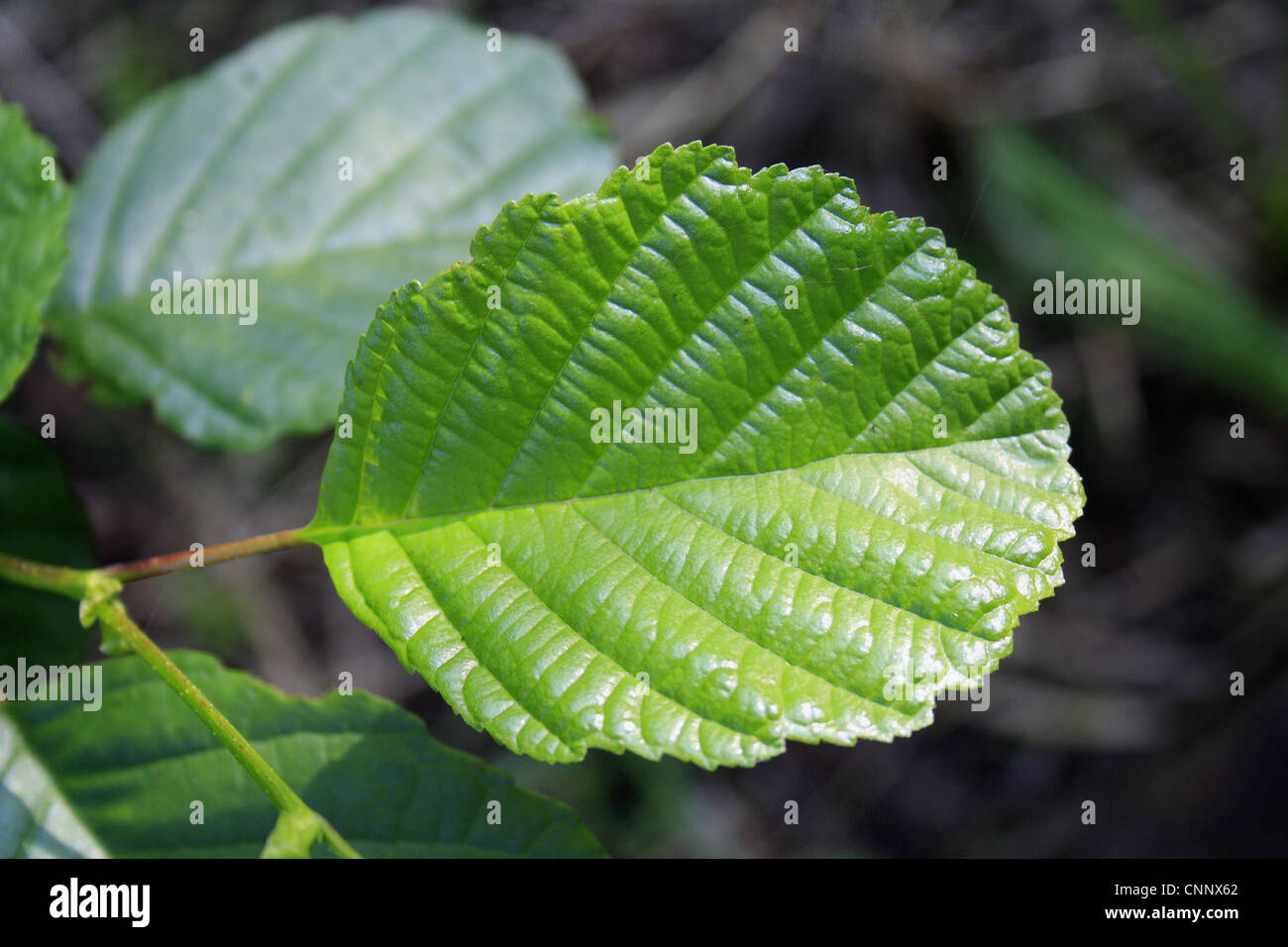 Common Alder Alnus glutinosa close-up leaf growing carr wet woodland ...