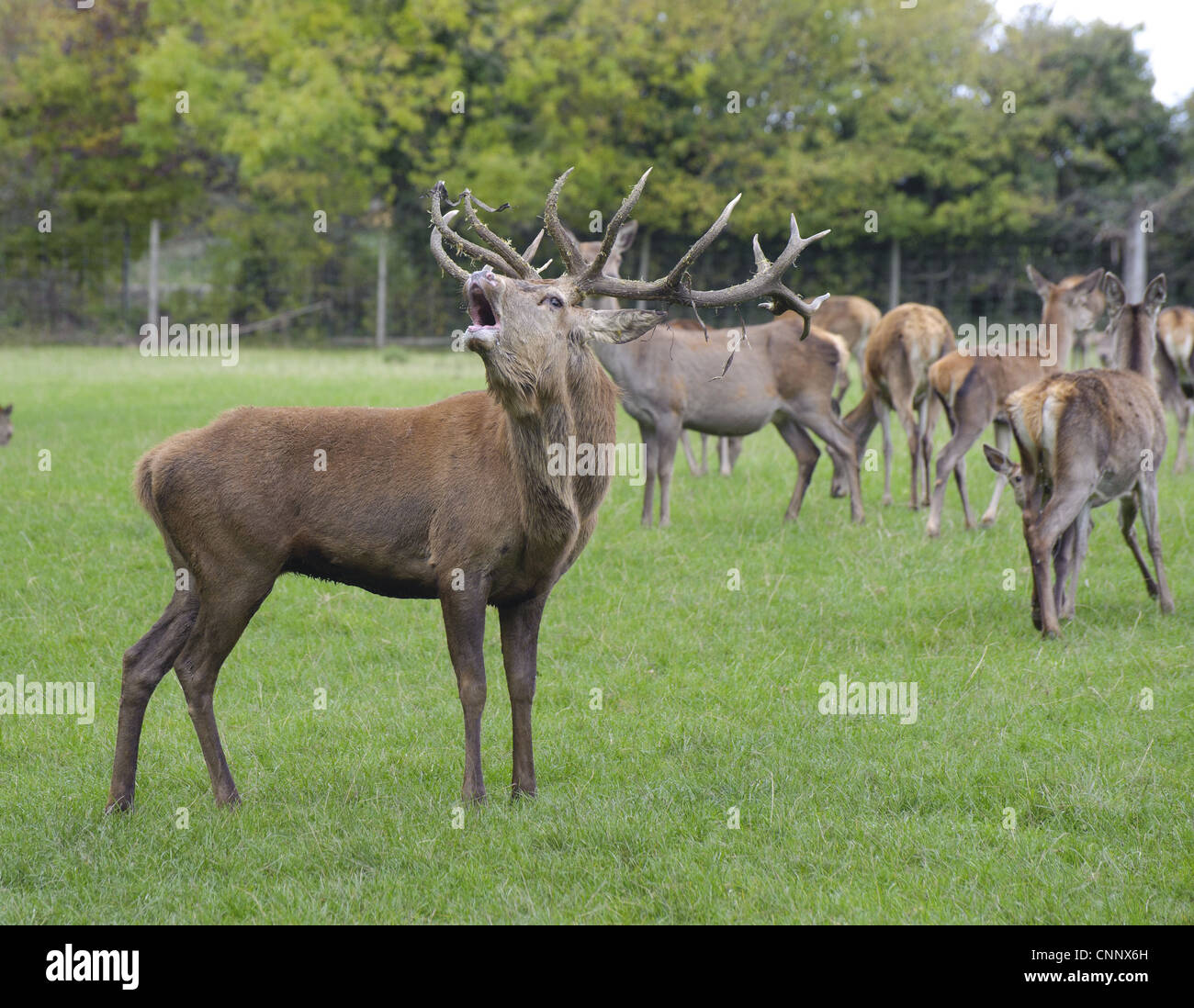 Deer farming, farmed Red Deer (Cervus elaphus) stag, roaring, with ...