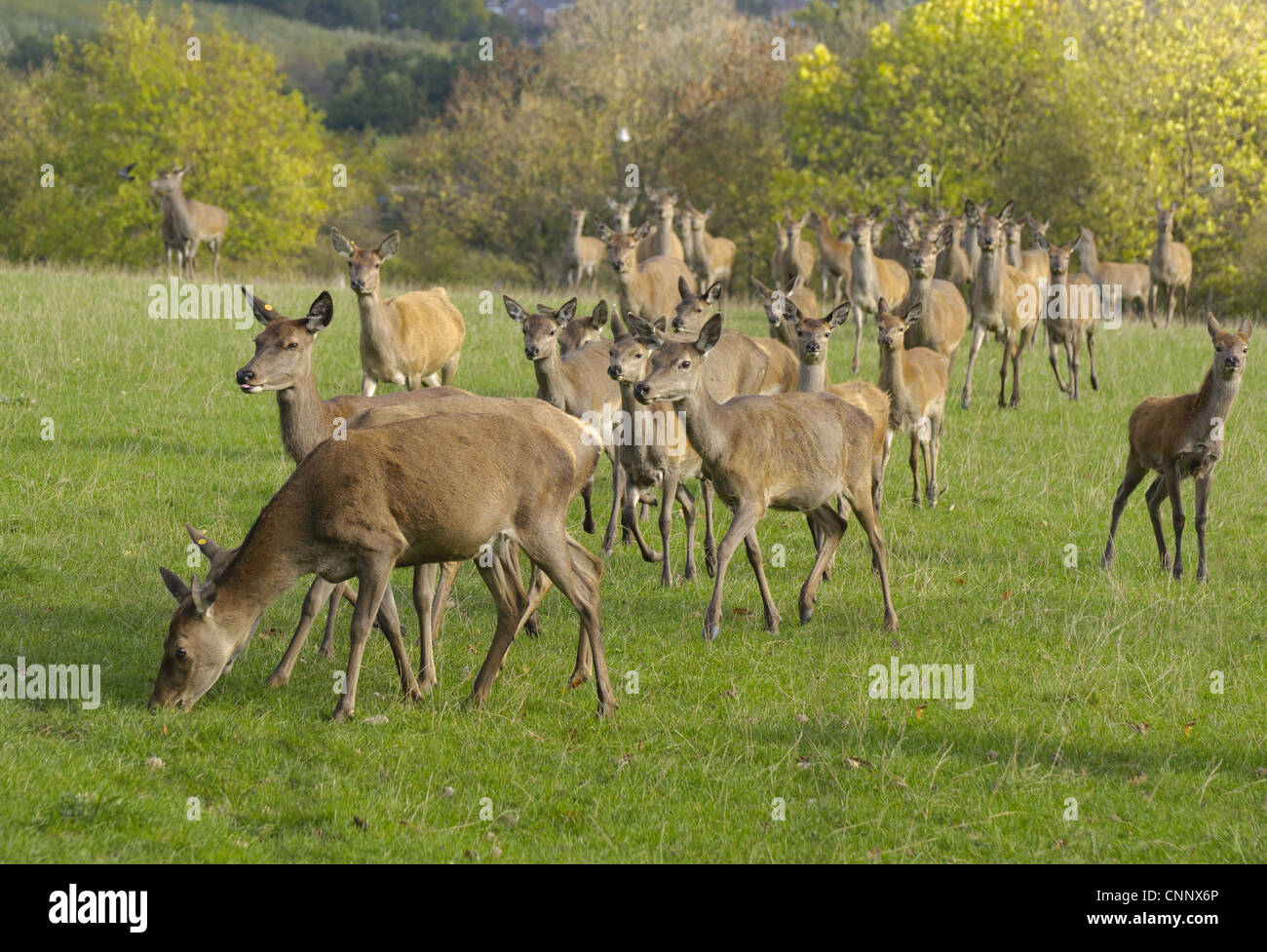 English venison farm hi-res stock photography and images - Alamy