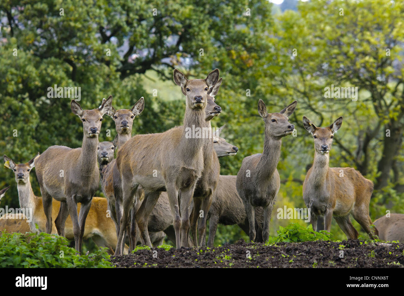 Commercial deer farm hi-res stock photography and images - Alamy
