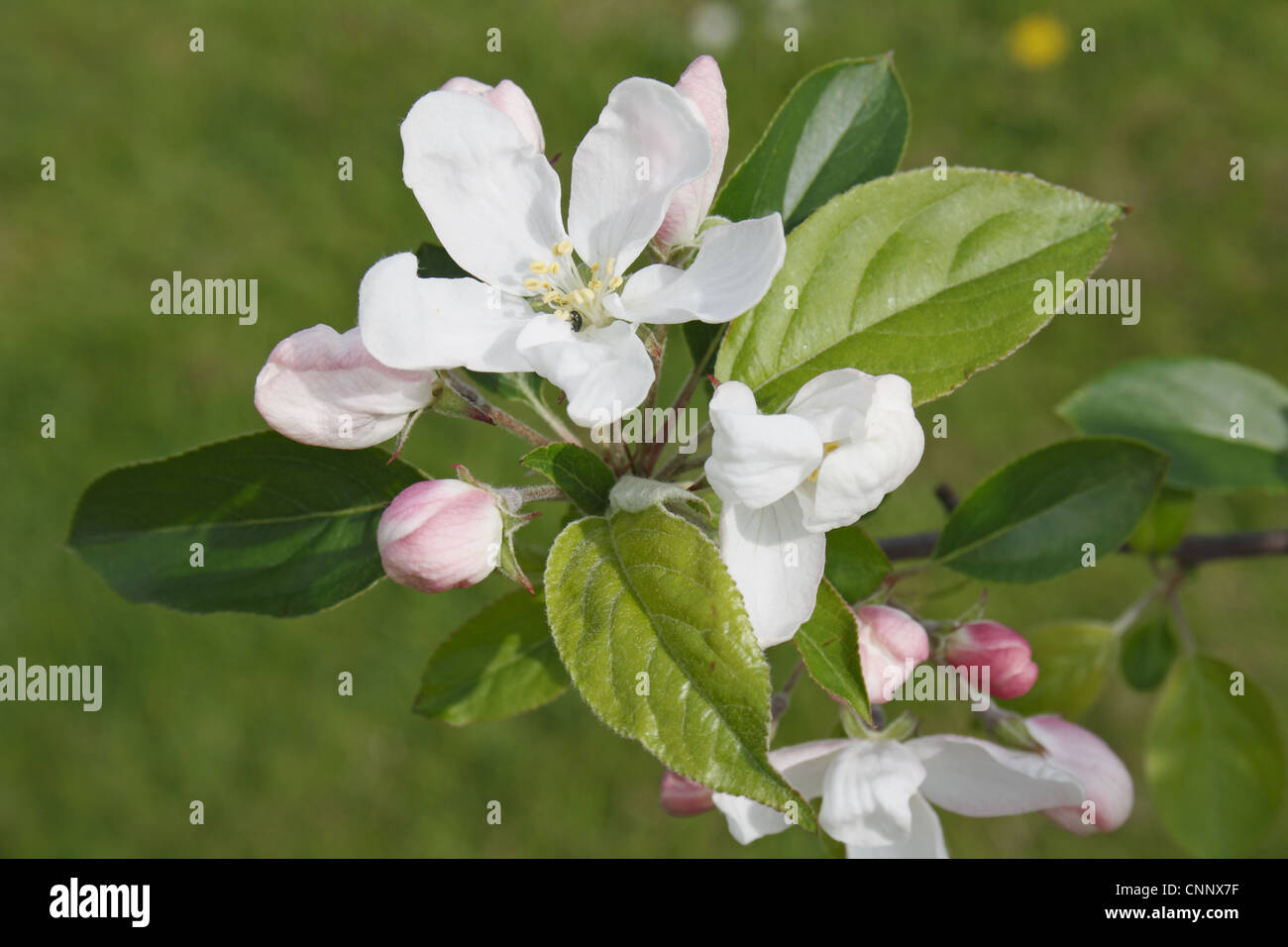 John Downie' Crabapple Malus sp. 'John Downie' close-up flowers ...