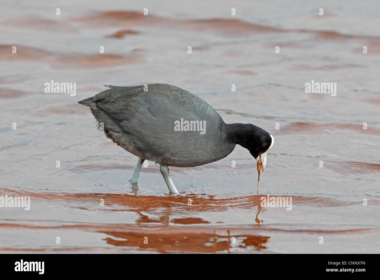 Hawaiian coot hi-res stock photography and images - Alamy