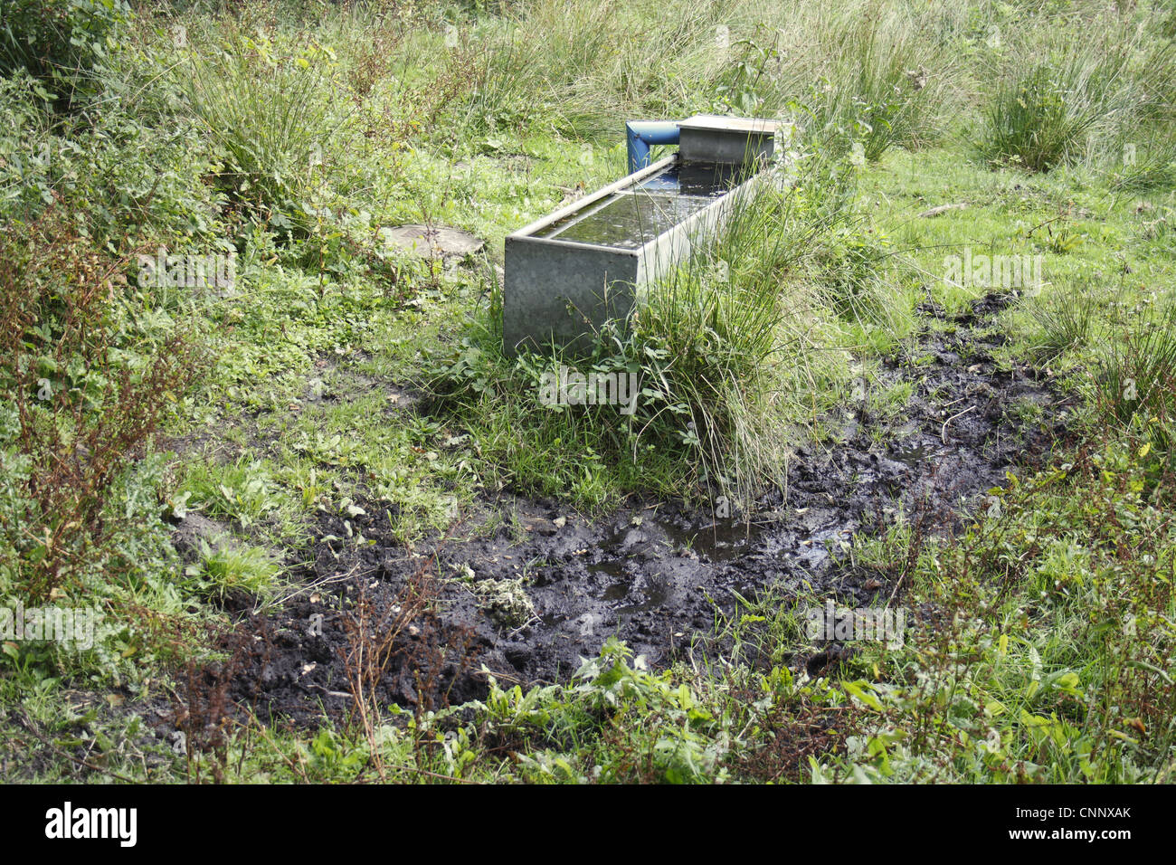 Water trough poached mud on wet pasture in river valley fen Redgrave ...