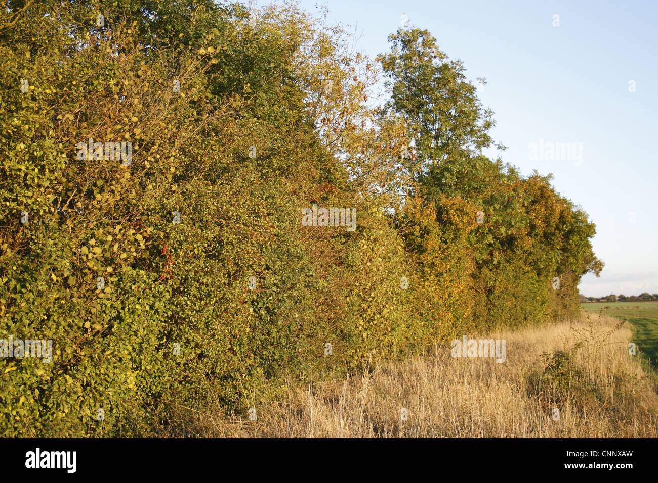 Edge of farmland hi-res stock photography and images - Alamy