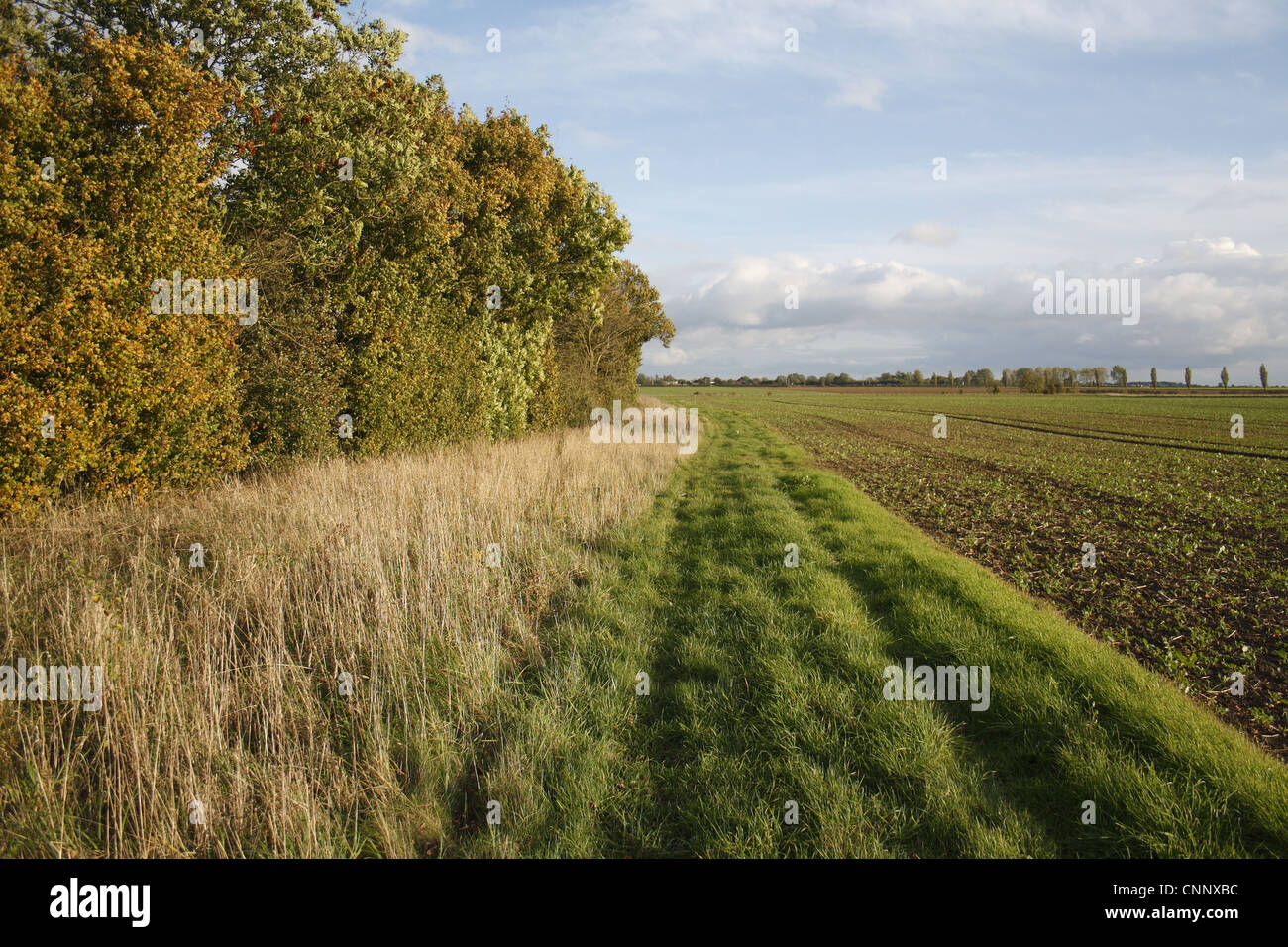 Headland set-a-side strip between hedgerow and arable field, Bacton ...