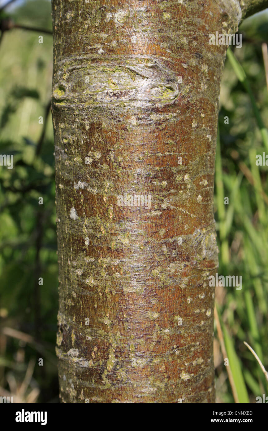 Apple tree malus domestica bark hi-res stock photography and images - Alamy