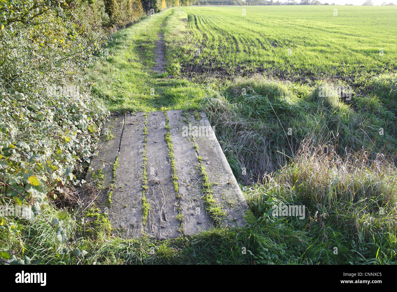 Footpath with footbridge over ditch, at edge of arable field, Bacton ...