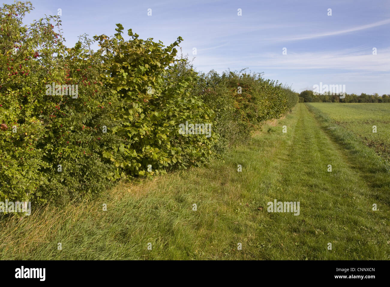 Conservation hedgerow and field margin opened as footpath, Hampshire ...