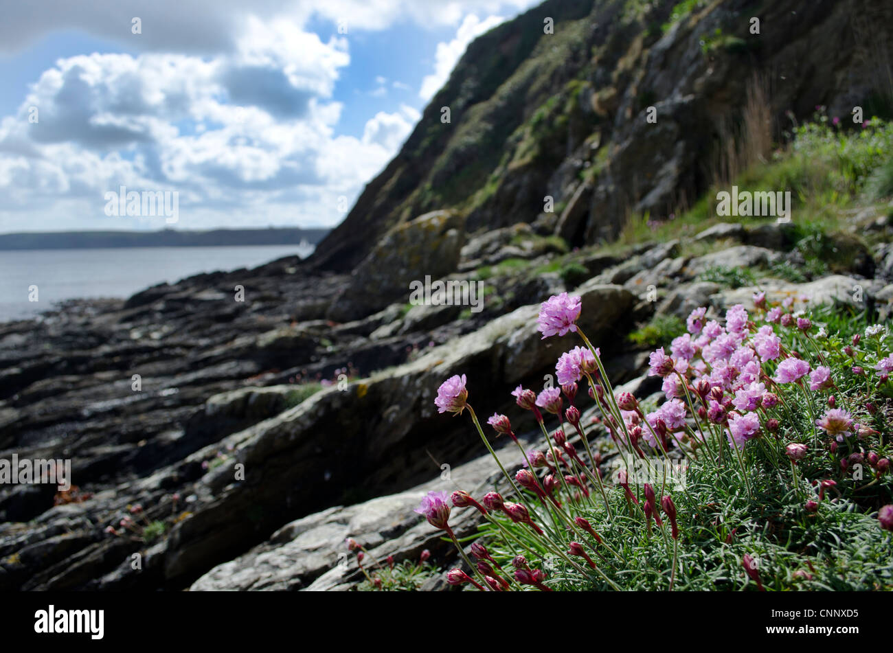 sea pink on the coast Stock Photo - Alamy