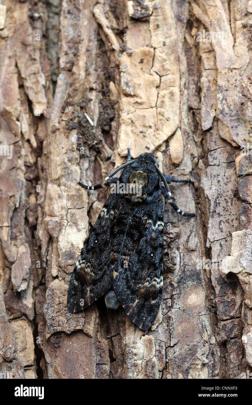 Death's Head Hawkmoth, Acherontia atropos Stock Photo - Alamy