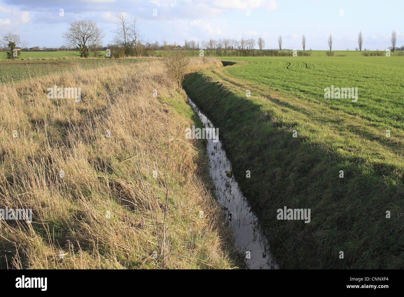 Drainage ditch and field headlands in arable farmland, Bacton, Suffolk ...
