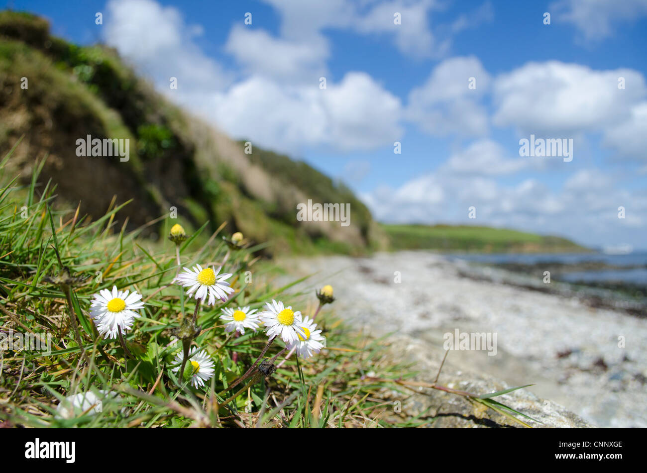 Seaside Daisy High Resolution Stock Photography and Images - Alamy