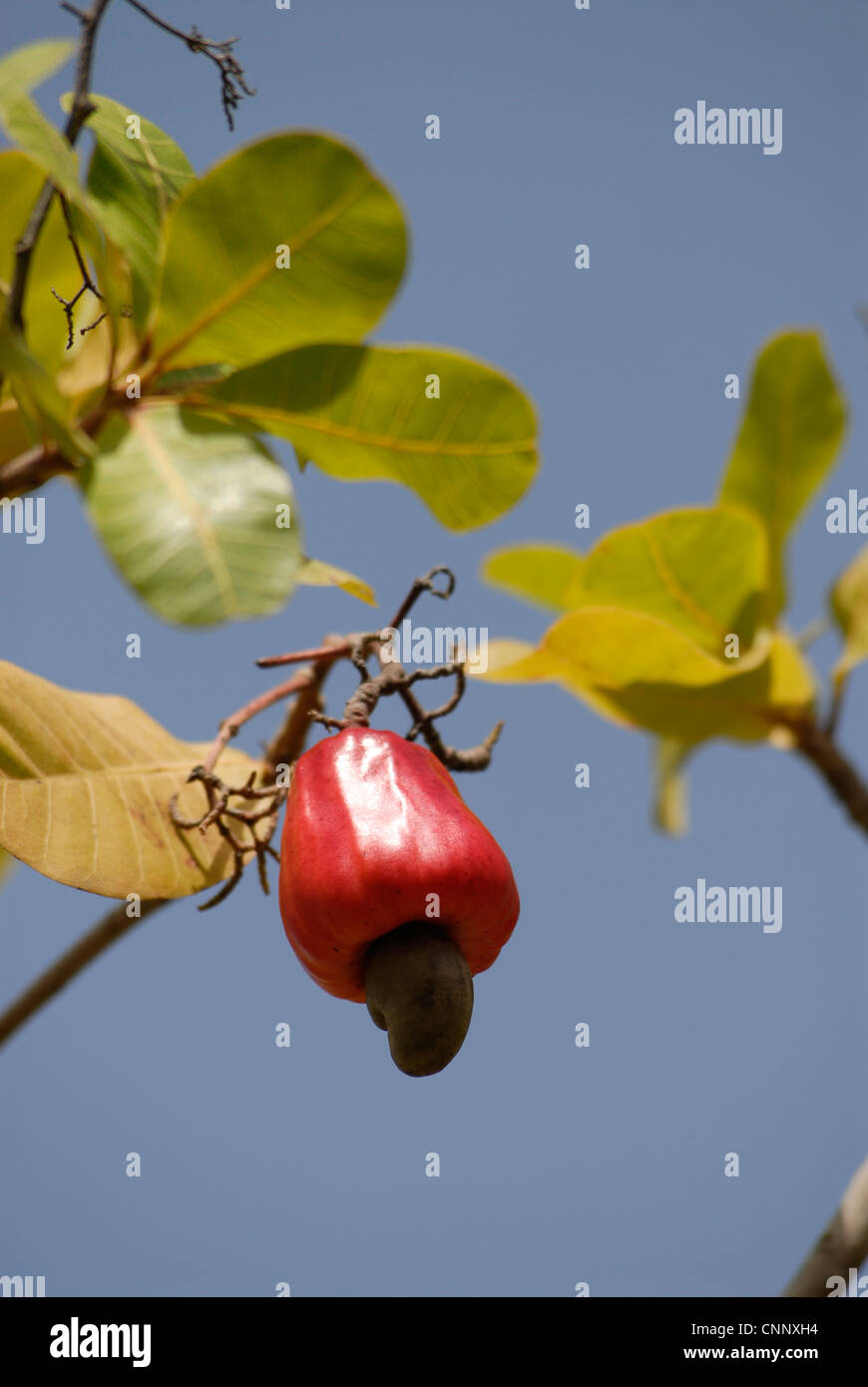 africa, Burkina Faso, cashew fruits with nuts at tree Stock Photo - Alamy