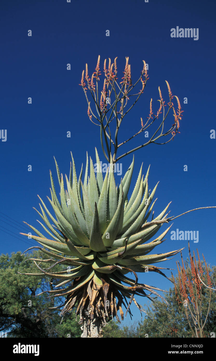 Aloe (Aloe littoralis) Namibia Stock Photo - Alamy