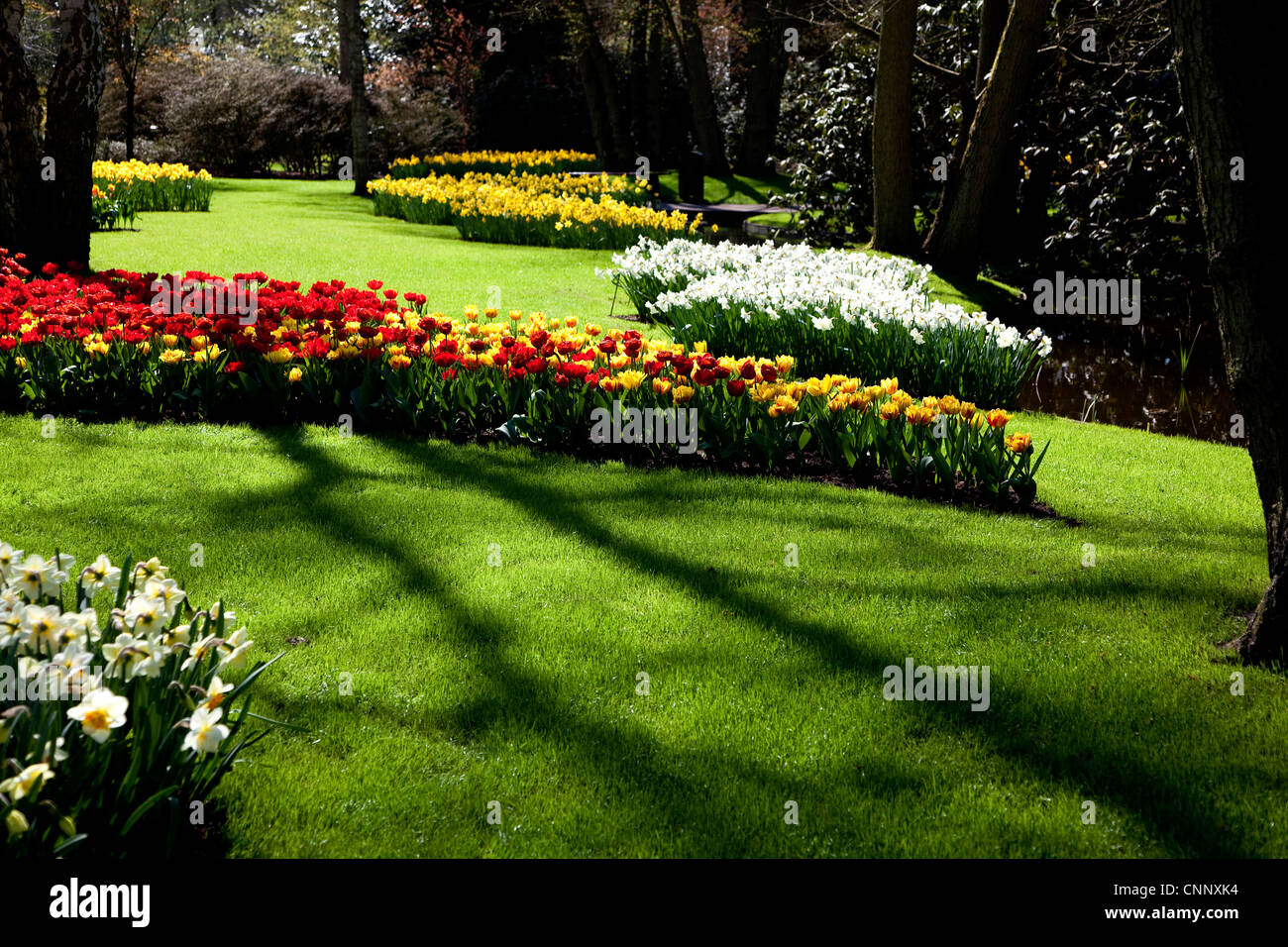 Tulips and flowers in bloom, Keukenhof Park, Holland, The Netherlands ...