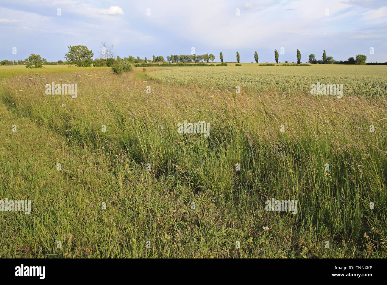 Uk conservation strips hi-res stock photography and images - Alamy