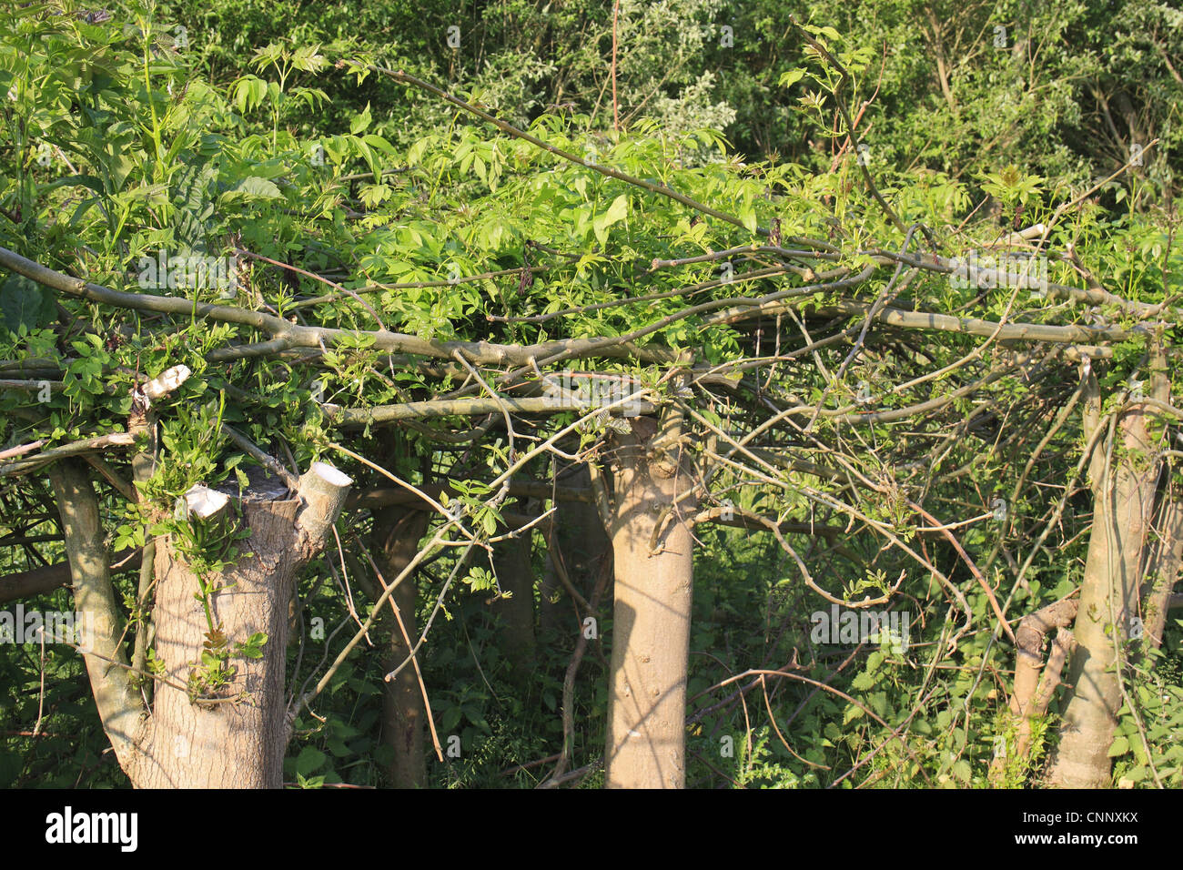 Pollard ash hi-res stock photography and images - Alamy