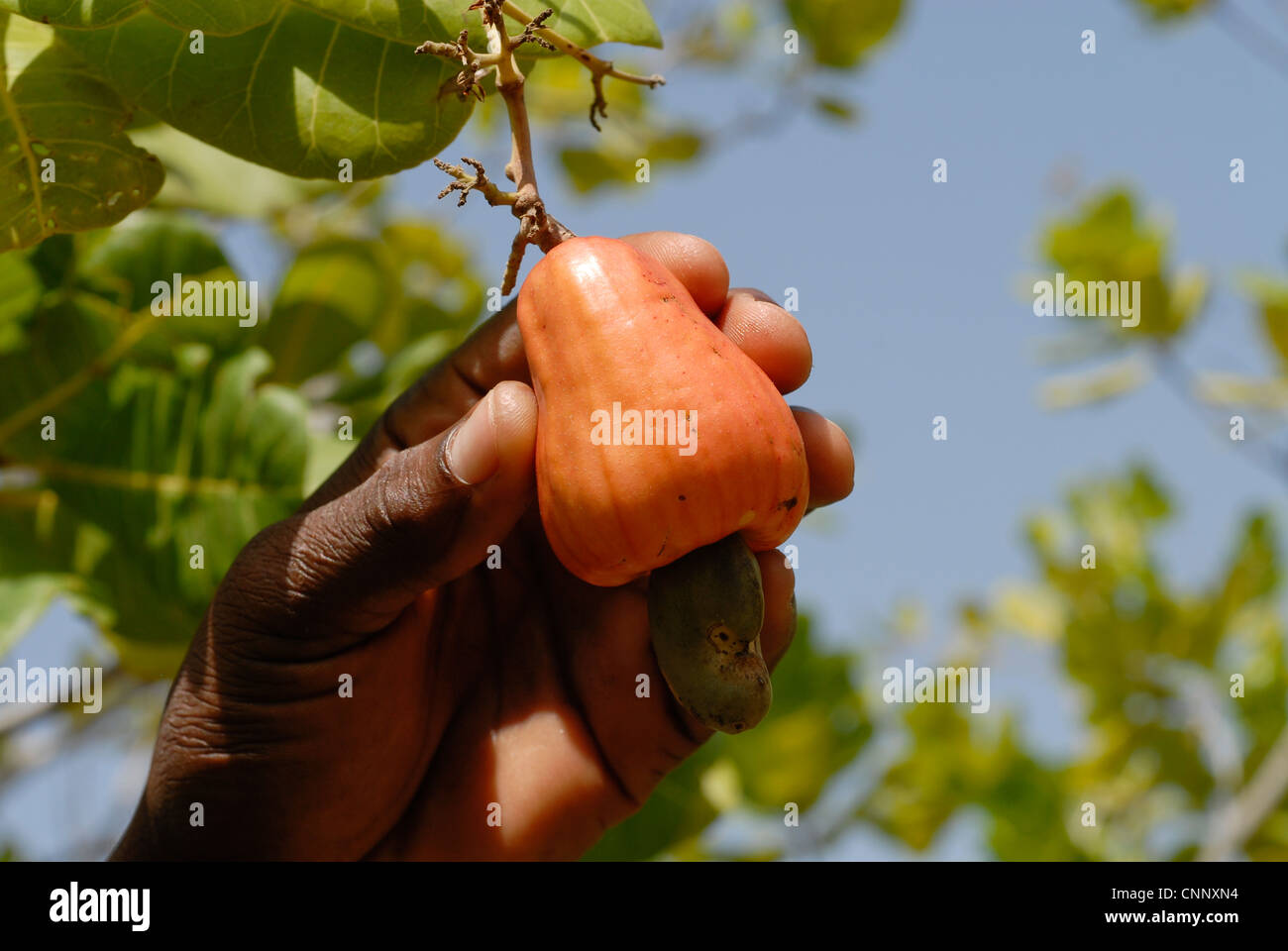 africa, Burkina Faso, cashew fruits with nuts at tree Stock Photo - Alamy