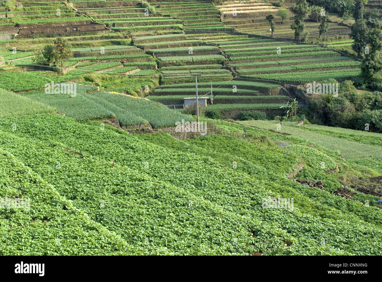 Terrace cultivation mountain slope terraced farming cauliflowers ...