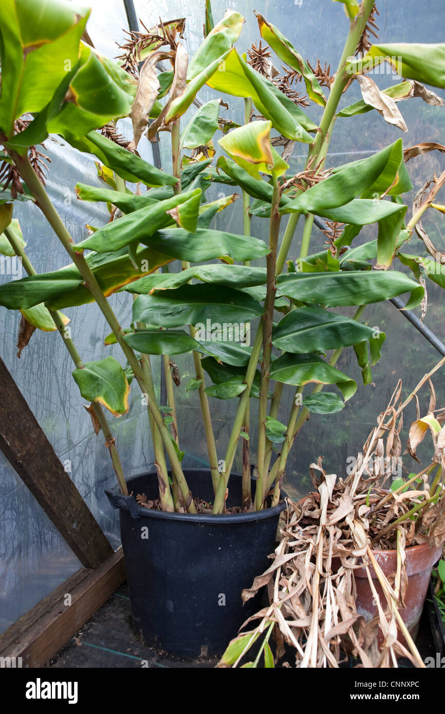 Ginger plant in plastic pot Stock Photo - Alamy